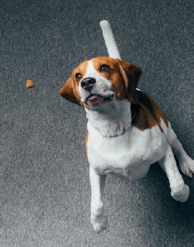 Global Pet Product Distributor Achieves Record Throughput Gains with ...